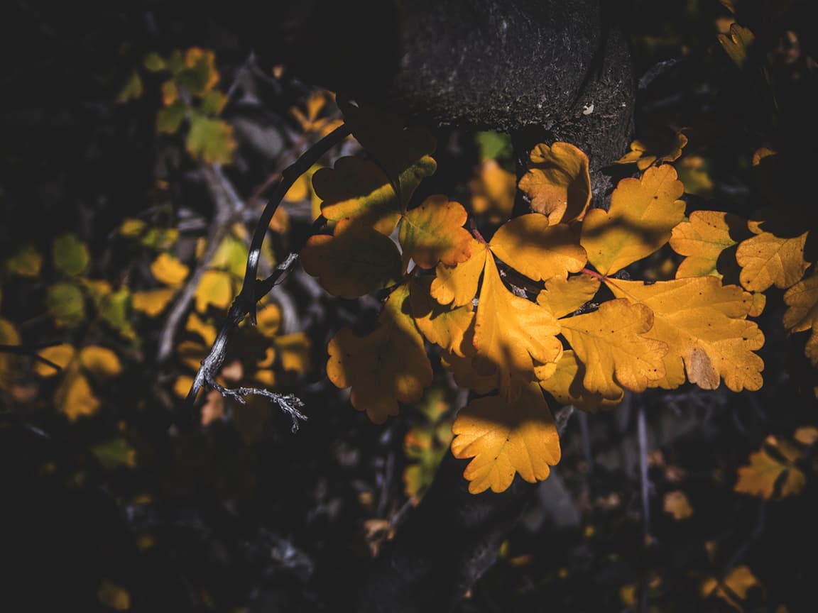 The Archive - Alex Poli Photography