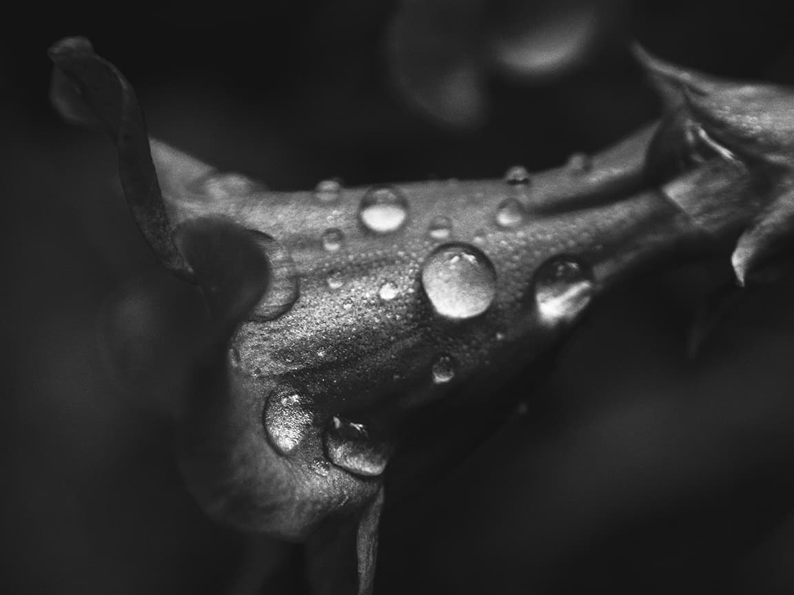 Alex Poli Photography