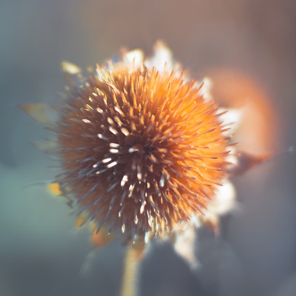 Alex Poli Photography