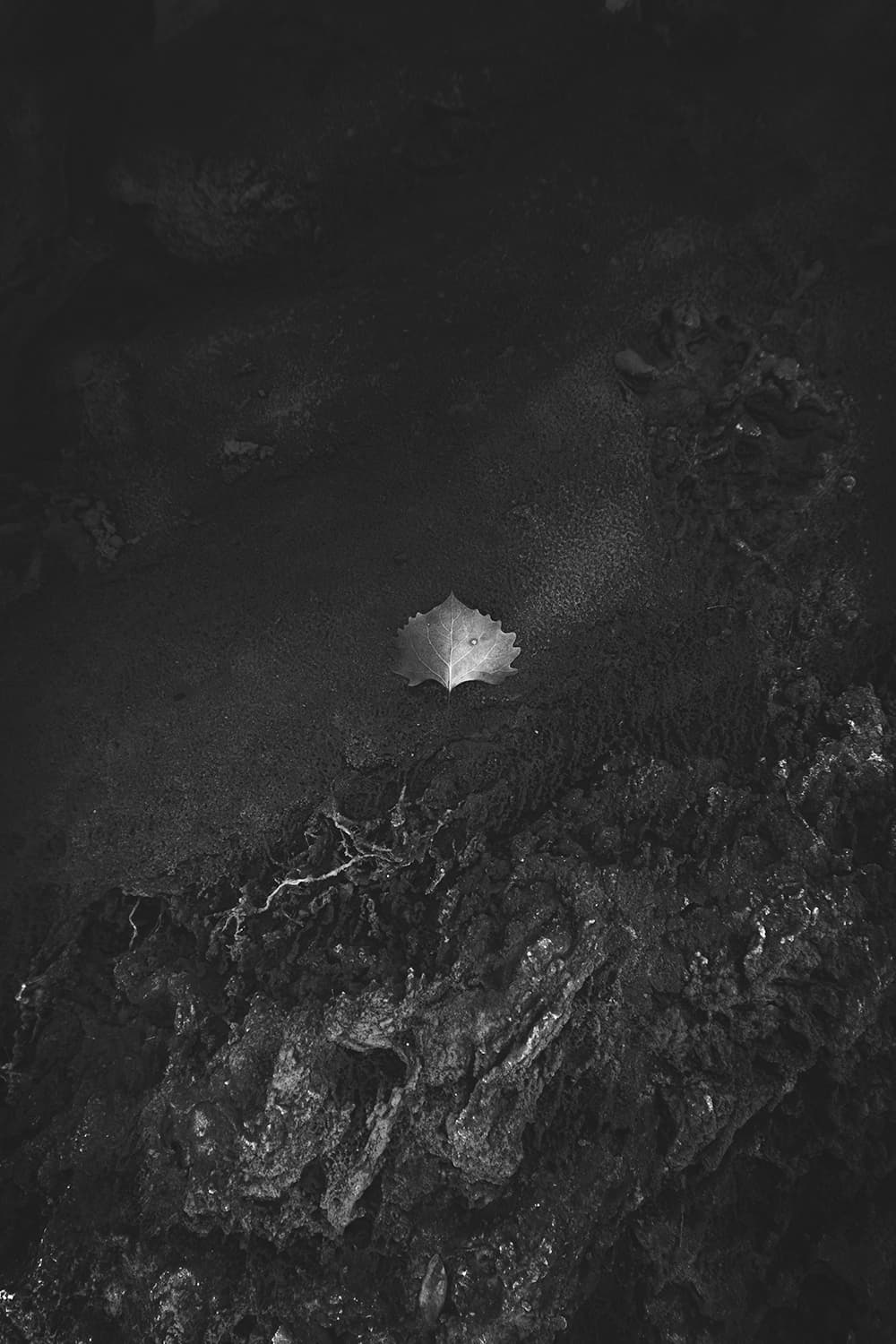 Alex Poli Photography