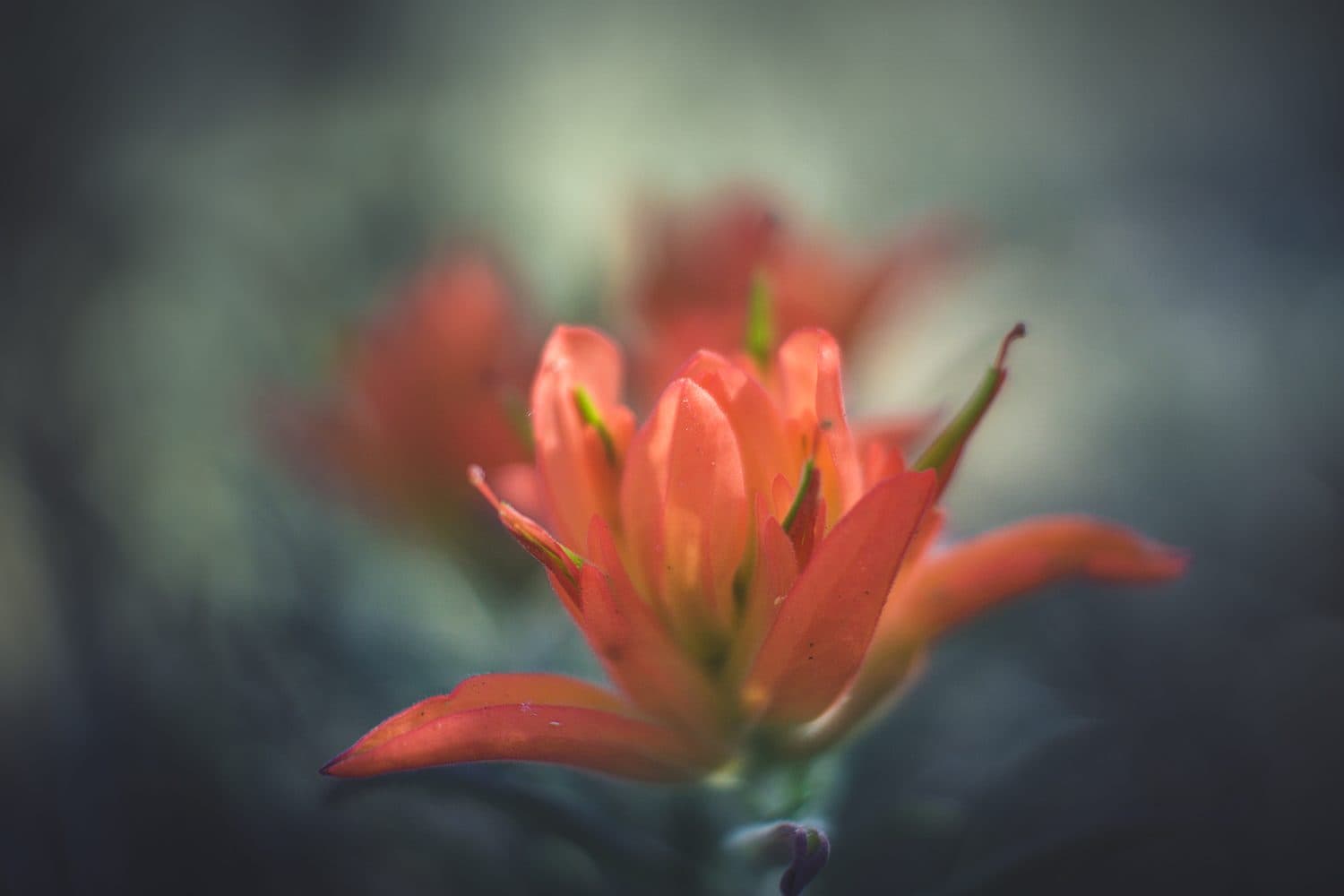 4/28 - Alex Poli Photography